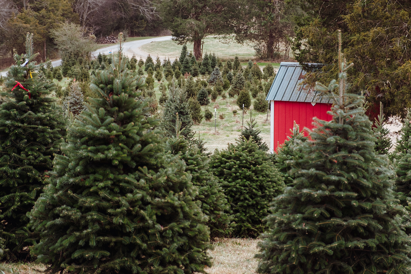 Tree Varieties – Wildwood Christmas Tree Farm