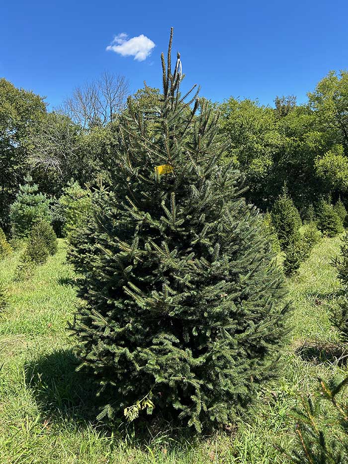 Wildwood Christmas Tree Farm | F2-16K 9′ 3″ Choose and Cut Norway ...