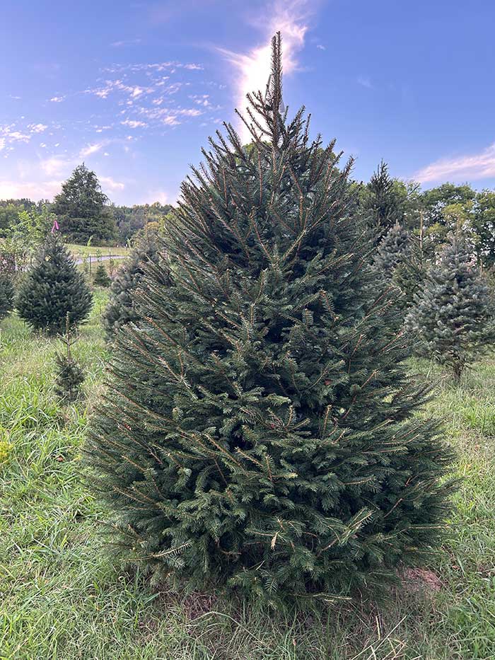 Wildwood Christmas Tree Farm | F2-53F 7′ 4″ Choose and Cut Norway ...