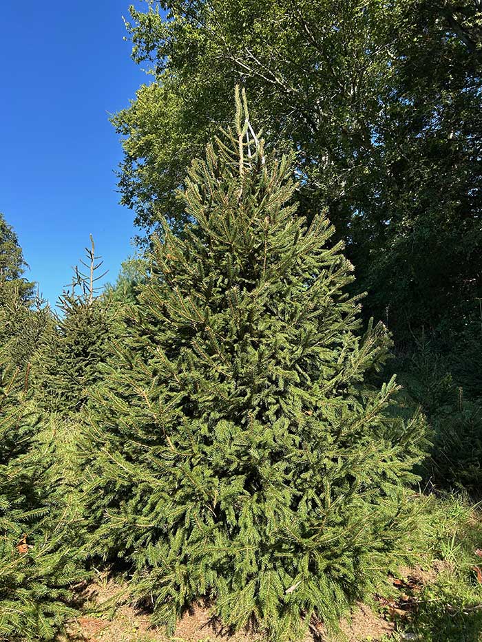 Wildwood Christmas Tree Farm | F2-8O 9′ 4″ Choose and Cut Norway Spruce ...
