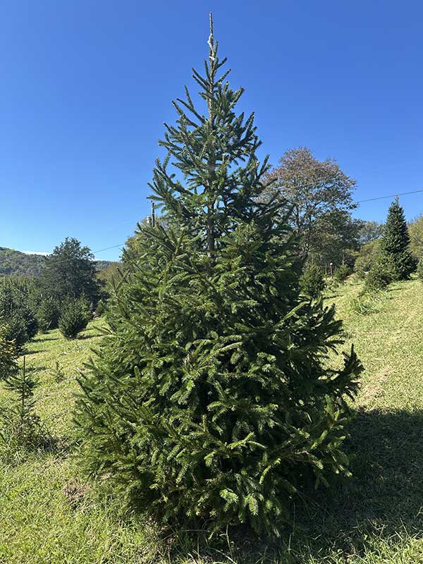 Wildwood Christmas Tree Farm | F3-14L 9′ 6″ Choose and Cut Norway ...