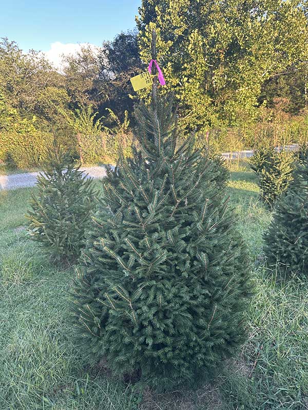 Wildwood Christmas Tree Farm | F3-60Q 6′ 7″ Choose and Cut Norway ...
