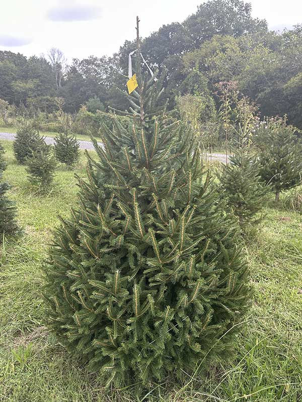 Wildwood Christmas Tree Farm | F3-65P 6′ 2″ Choose and Cut Norway ...