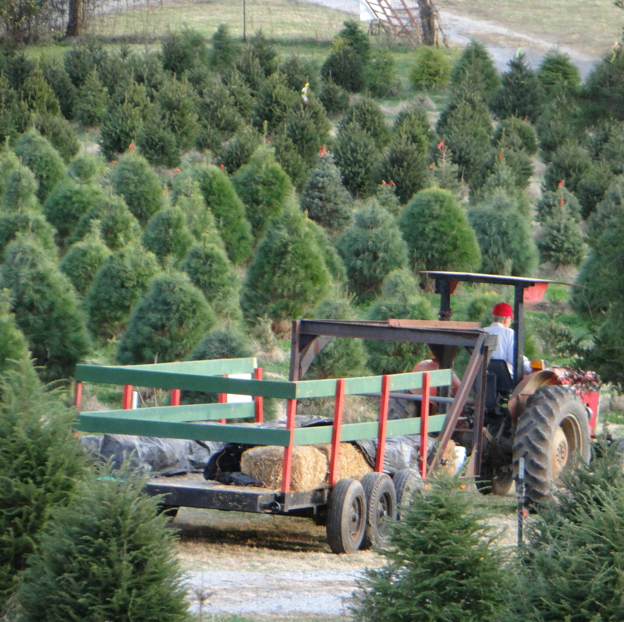Wildwood Christmas Tree Farm – Nashville Area Live Christmas Trees