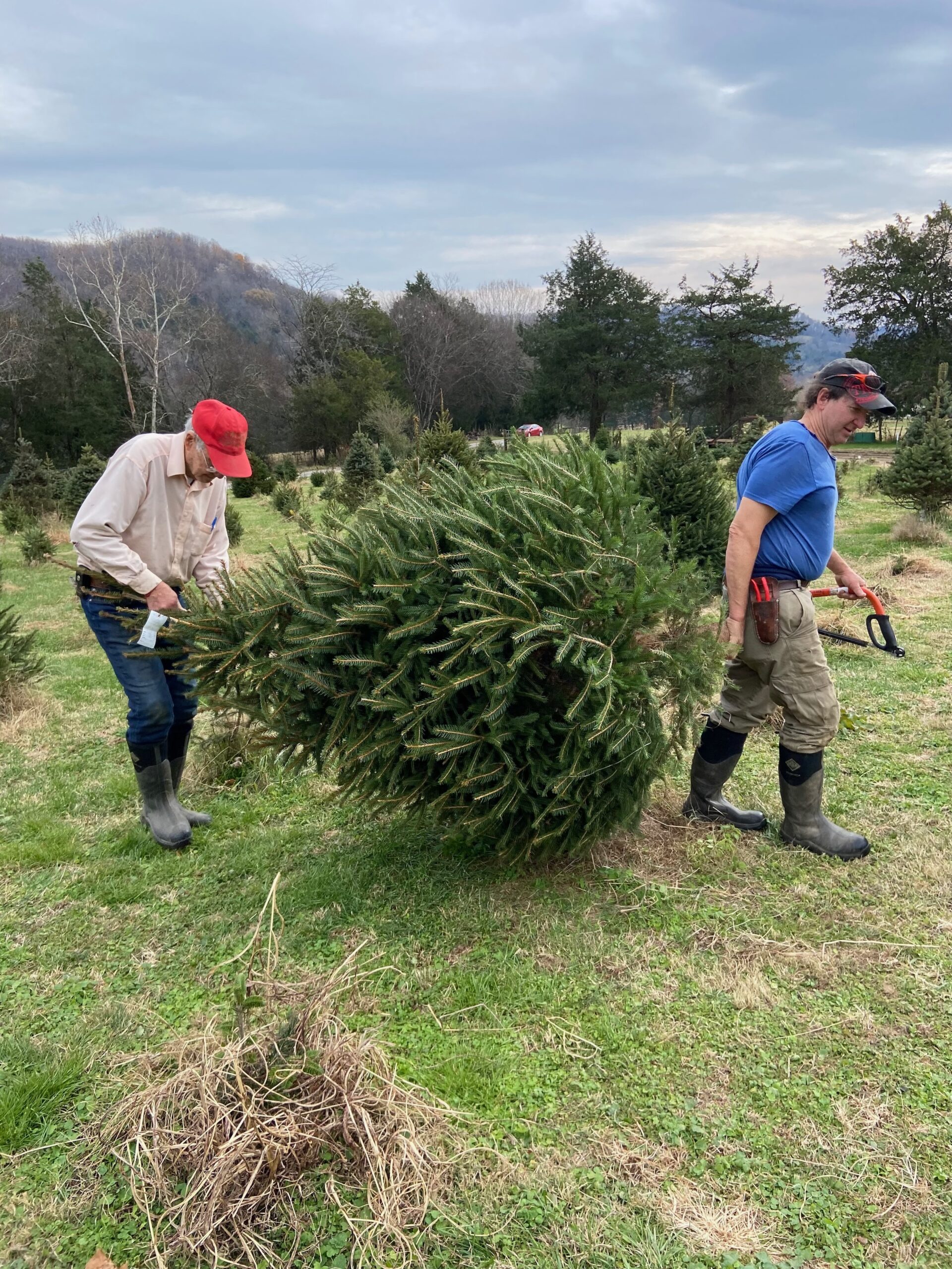 Wildwood Christmas Tree Farm | 2021 Christmas Season